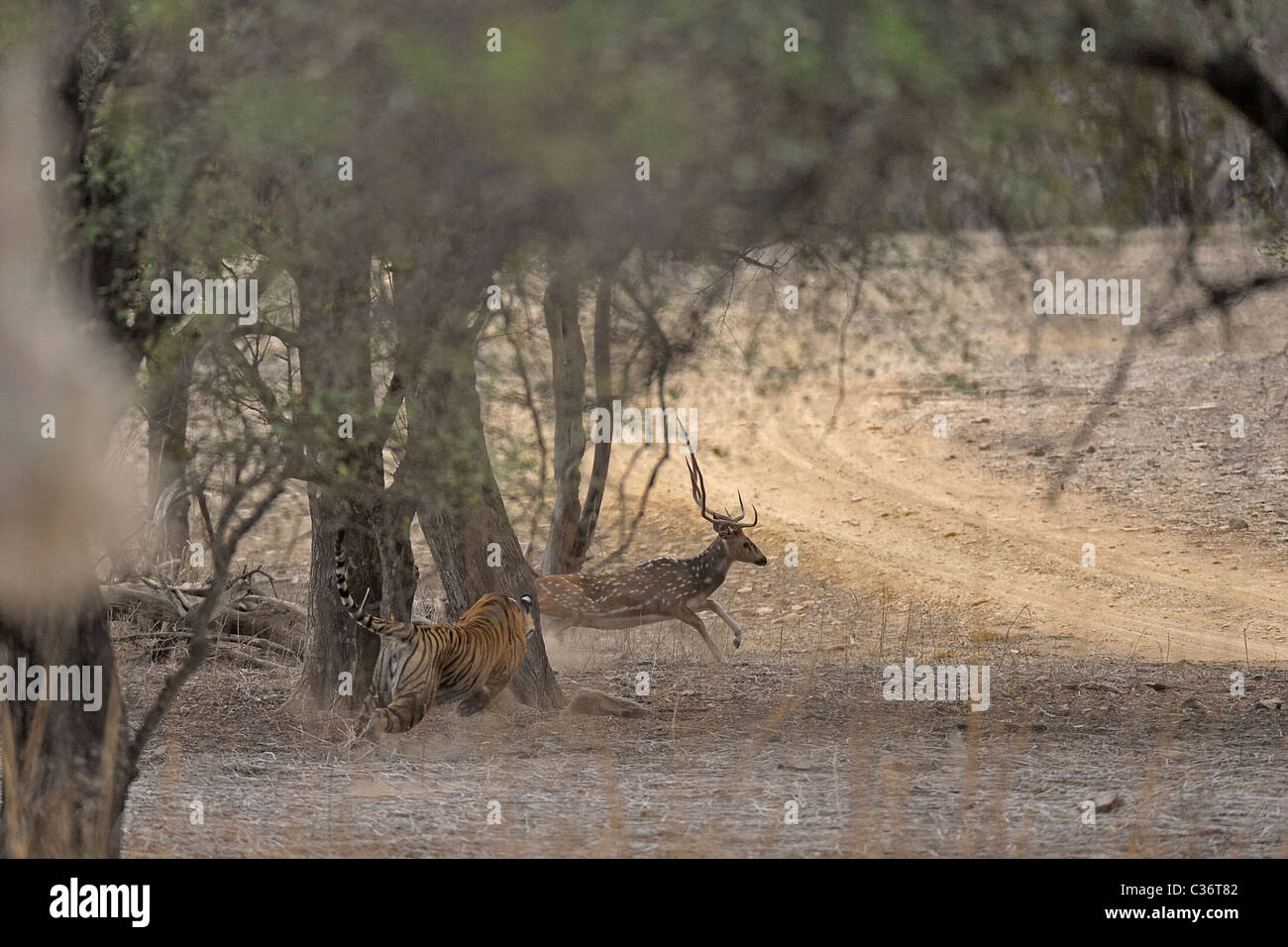 Charging tigress and a running deer in Ranthambhore national park ...