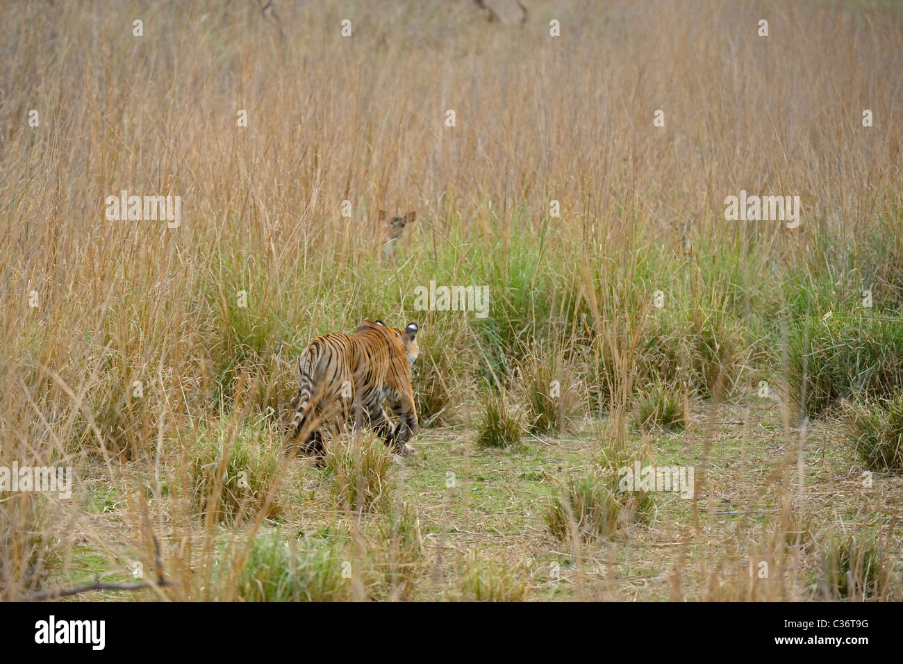 Charging tigress and a running deer in Ranthambhore national park ...