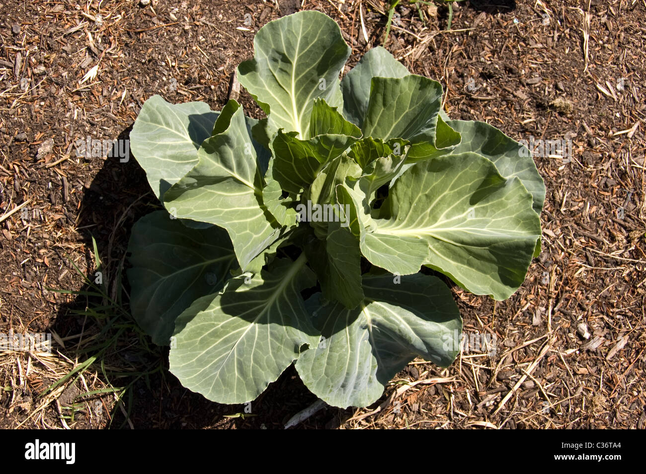 A single cabbage in a garden Stock Photo - Alamy
