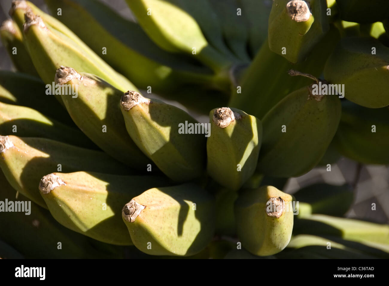 A single cabbage in a garden Stock Photo - Alamy
