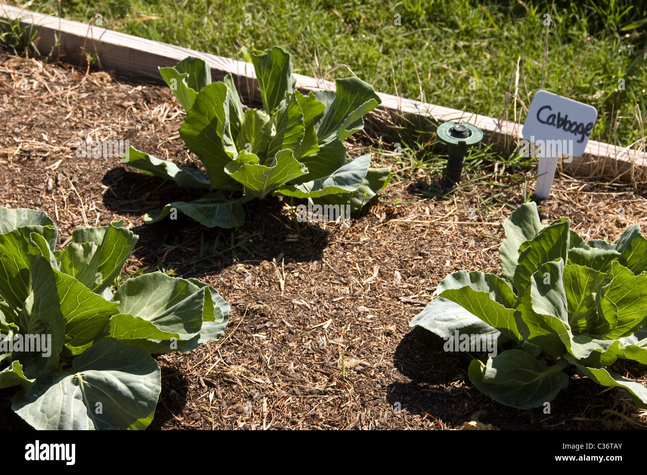 A single cabbage in a garden Stock Photo - Alamy