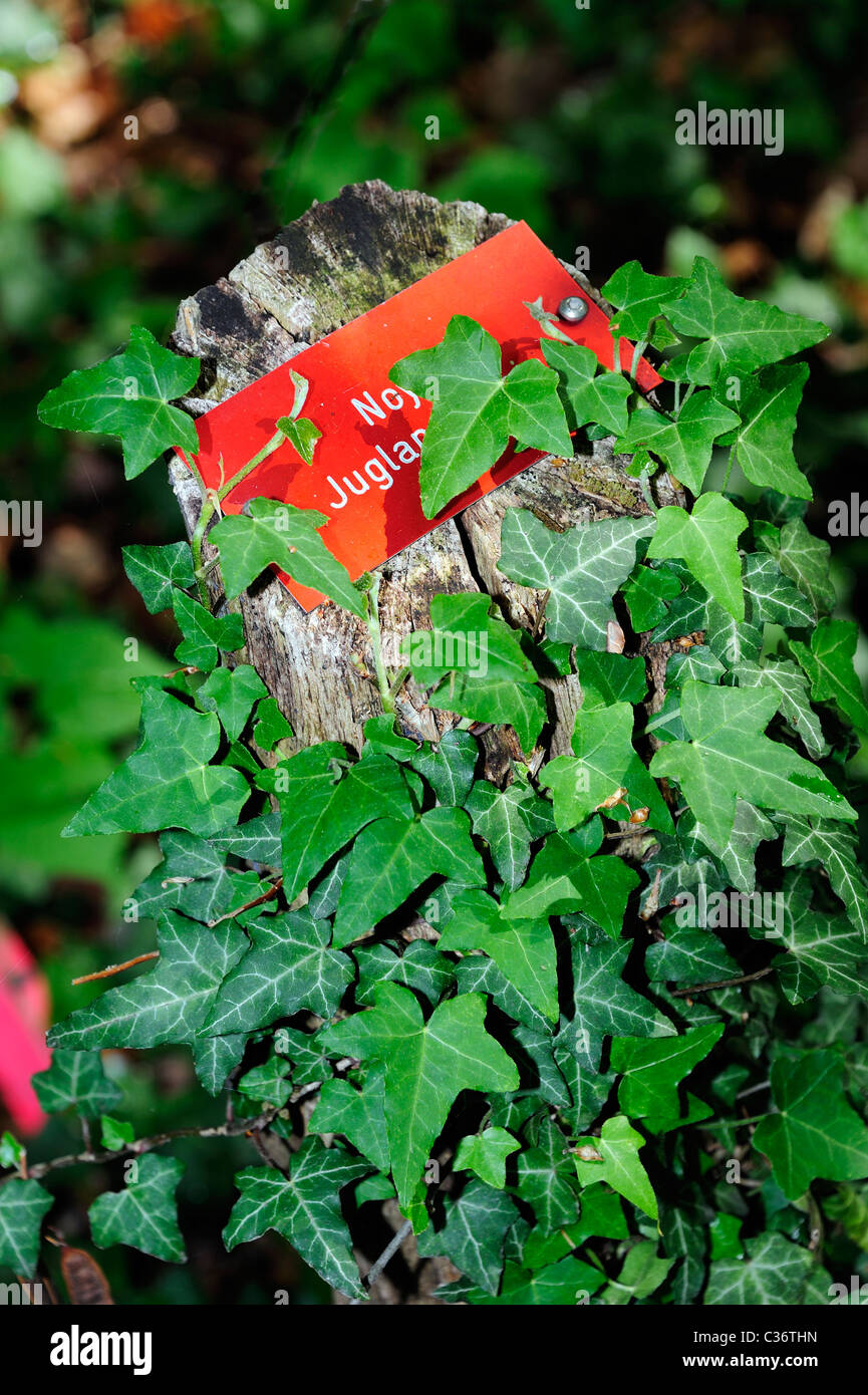 Nature takes over the nature trail. Ivy growing over an information ...