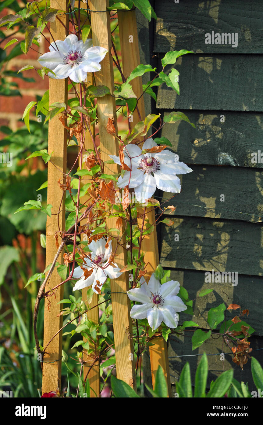 Trellis garden clematis hi-res stock photography and images - Alamy