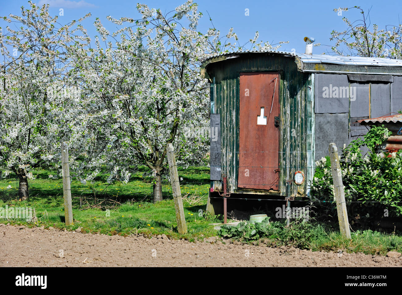 Shack and half-standard apple tree (Malus domestica) orchard flowering ...