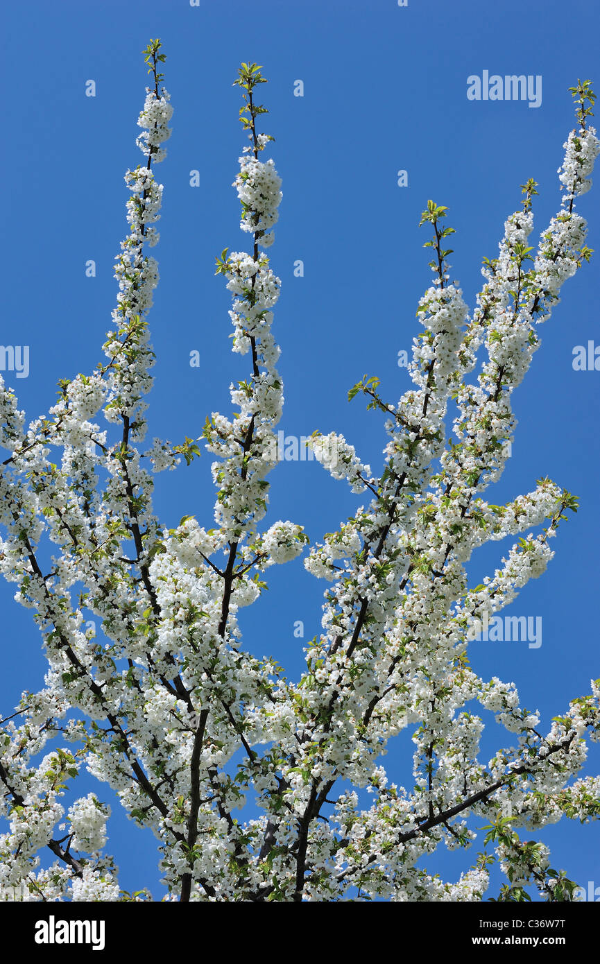 Apple tree flowering hi-res stock photography and images - Alamy
