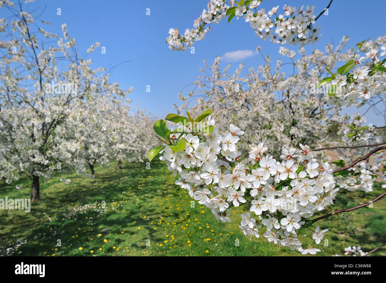 Half standard tree hi-res stock photography and images - Alamy