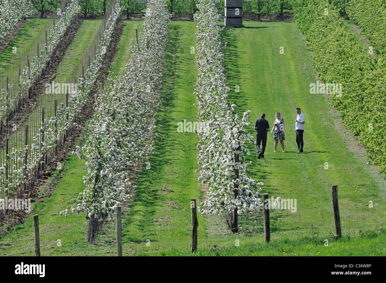 Tourists walking in half-standard apple tree (Malus domestica) orchard ...