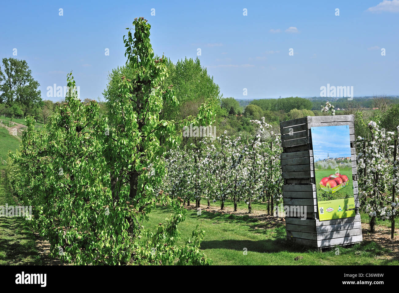 Half Standard Tree Cultivation High Resolution Stock Photography and ...