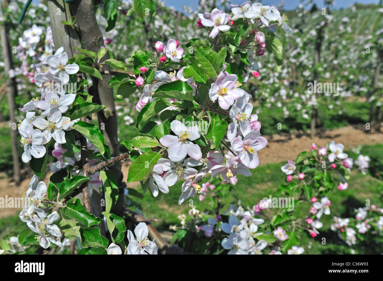 Half-standard apple tree (Malus domestica) orchard flowering in spring ...