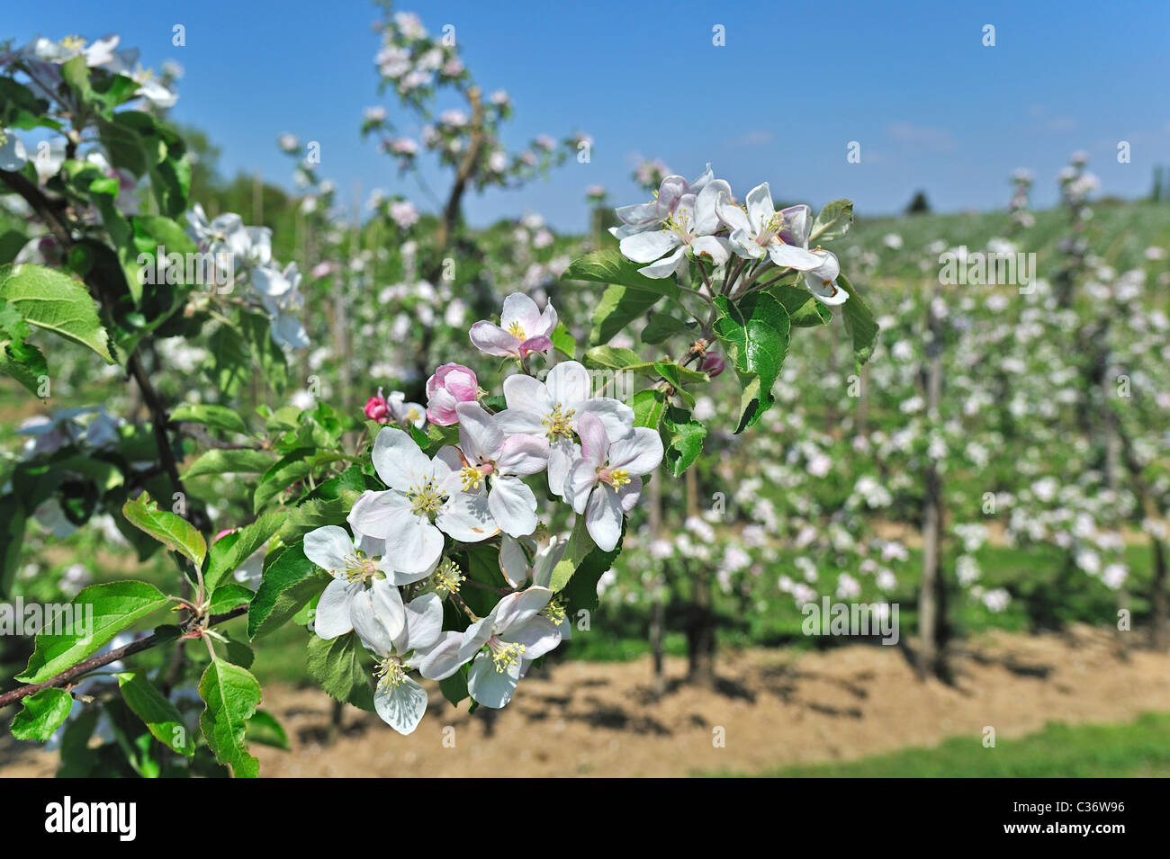 Half-standard apple tree (Malus domestica) orchard flowering in spring ...