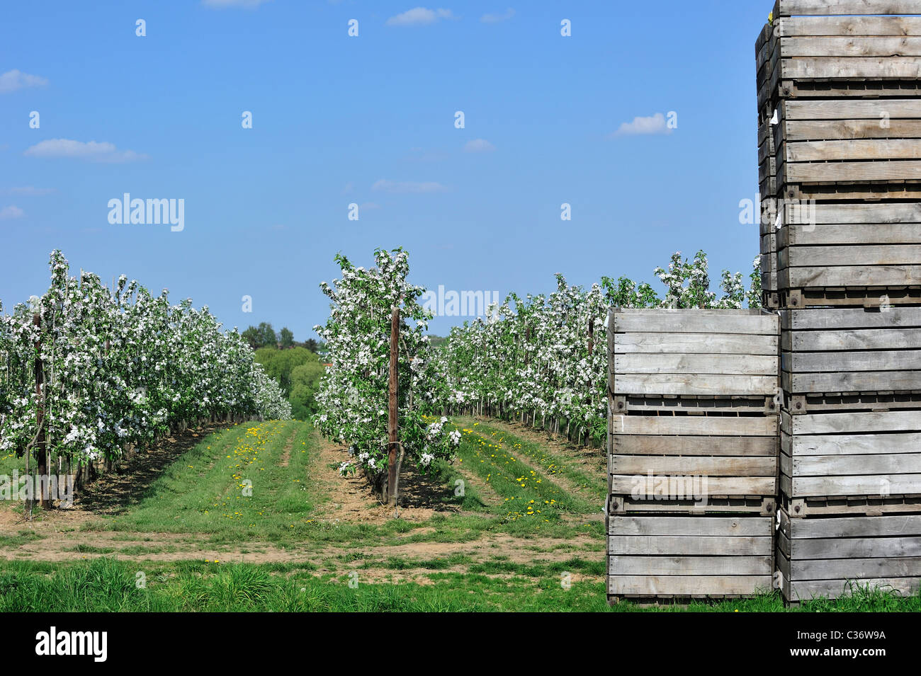 Wooden crates stacked in half-standard apple tree (Malus domestica ...