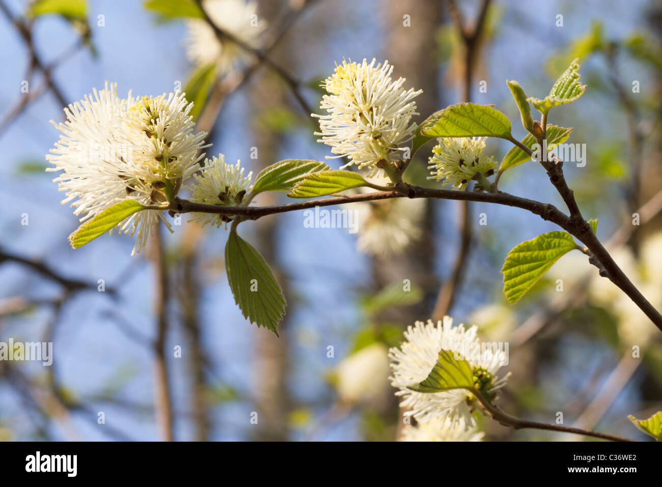 Outdoor image of a blossom Fothergilla (Fothergilla Major) in spring ...