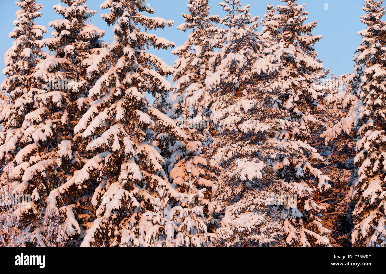 Growing snowy spruces hi-res stock photography and images - Alamy