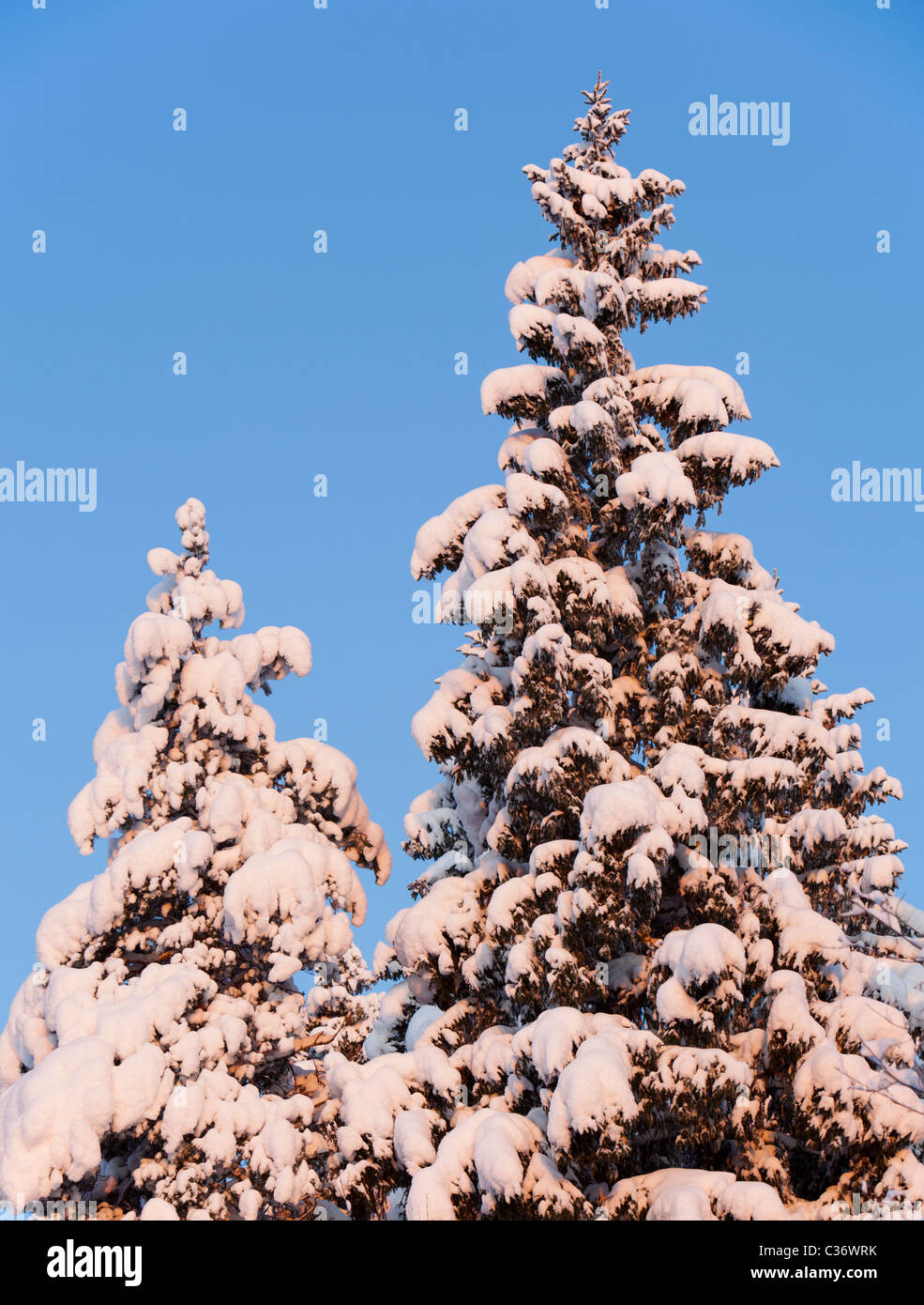 View of snow covered spruce ( Picea Abies ) treetops in the taiga forest , Finland Stock Photo ...