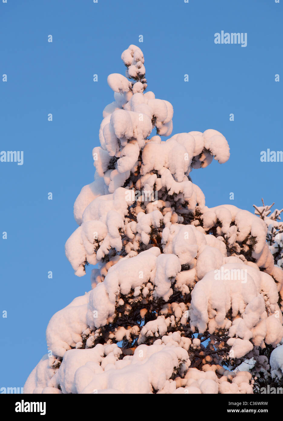 View of snow covered spruce ( Picea Abies ) treetop in the taiga forest , Finland Stock Photo ...