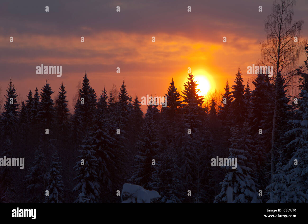Spruce fir tree taiga forest tree silhouettes at sunset , Finland Stock ...