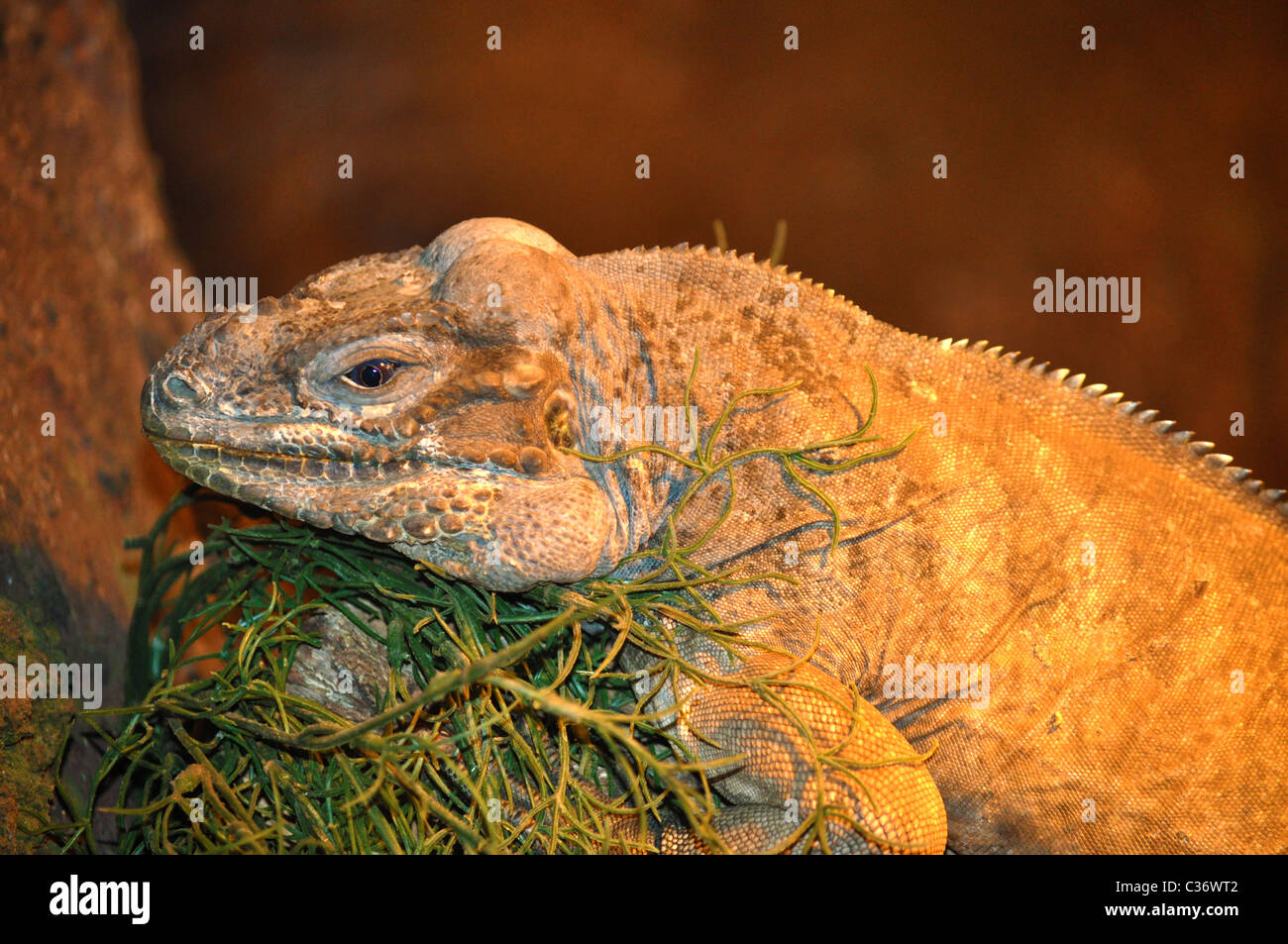 Lizard is having sunbath Stock Photo - Alamy