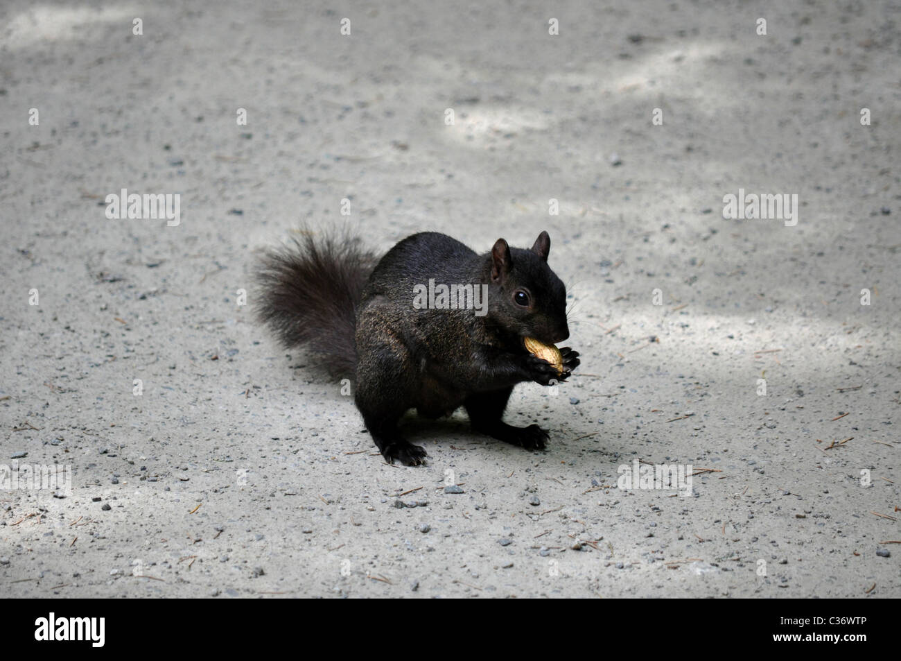Squirrel with a peanut Stock Photo - Alamy