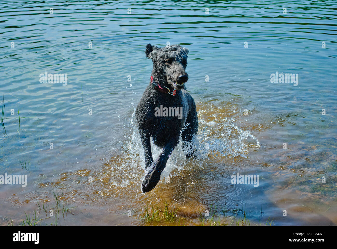 Standard Poodle Dog Splashing and Running in Cool Water Stock Photo - Alamy