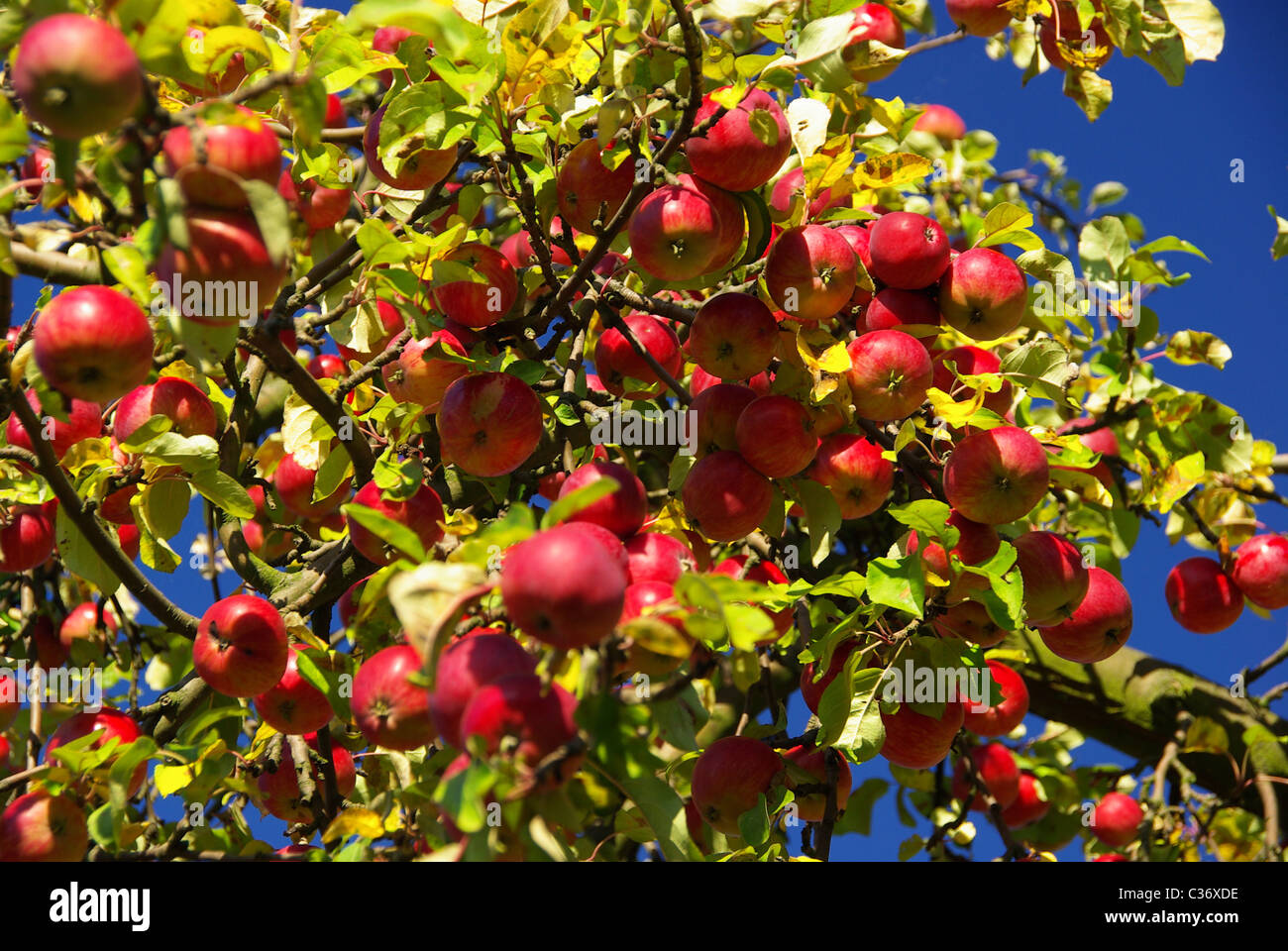 Apple tree autumn hi-res stock photography and images - Alamy