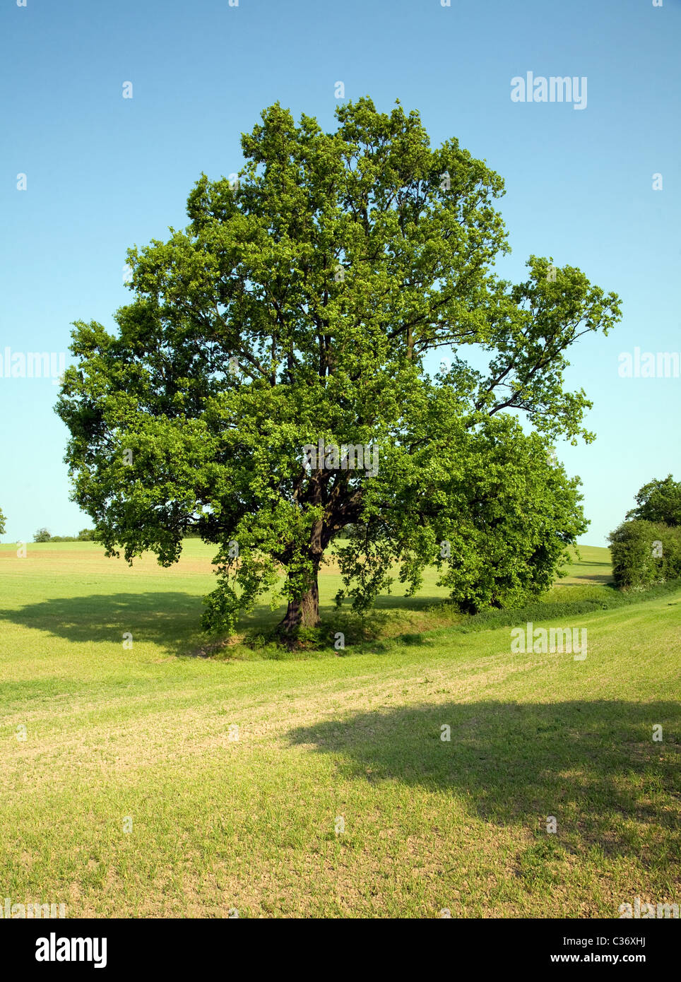 Spring oak tree field Brantham Suffolk England Stock Photo - Alamy