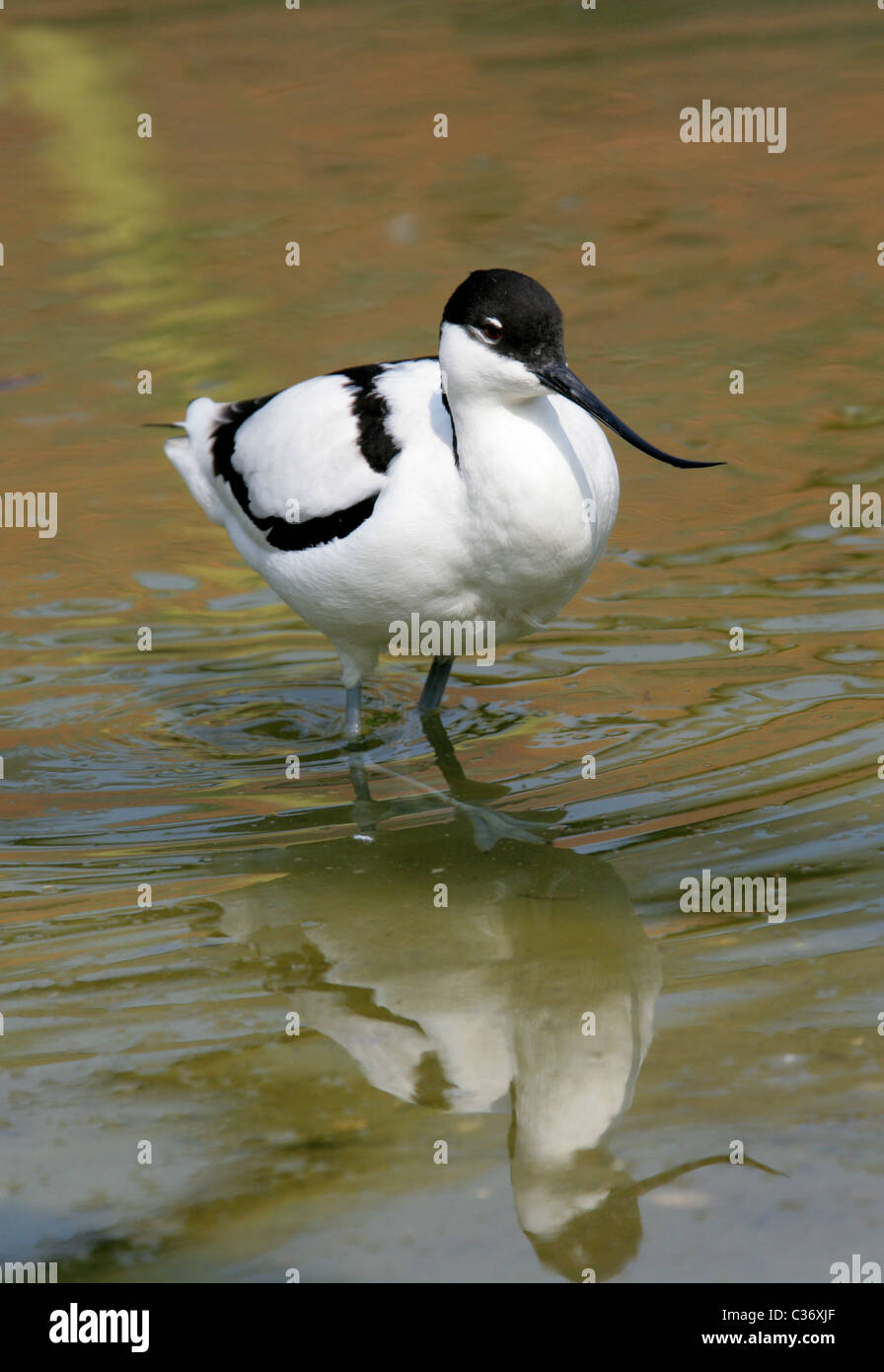 Pied or European Avocet, Recurvirostra avosetta, Recurvirostridae Stock ...