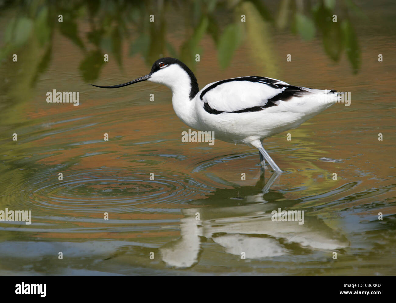 Pied or European Avocet, Recurvirostra avosetta, Recurvirostridae Stock ...