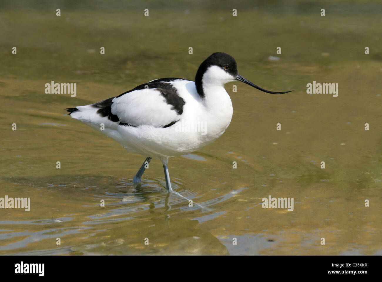 Pied or European Avocet, Recurvirostra avosetta, Recurvirostridae Stock ...