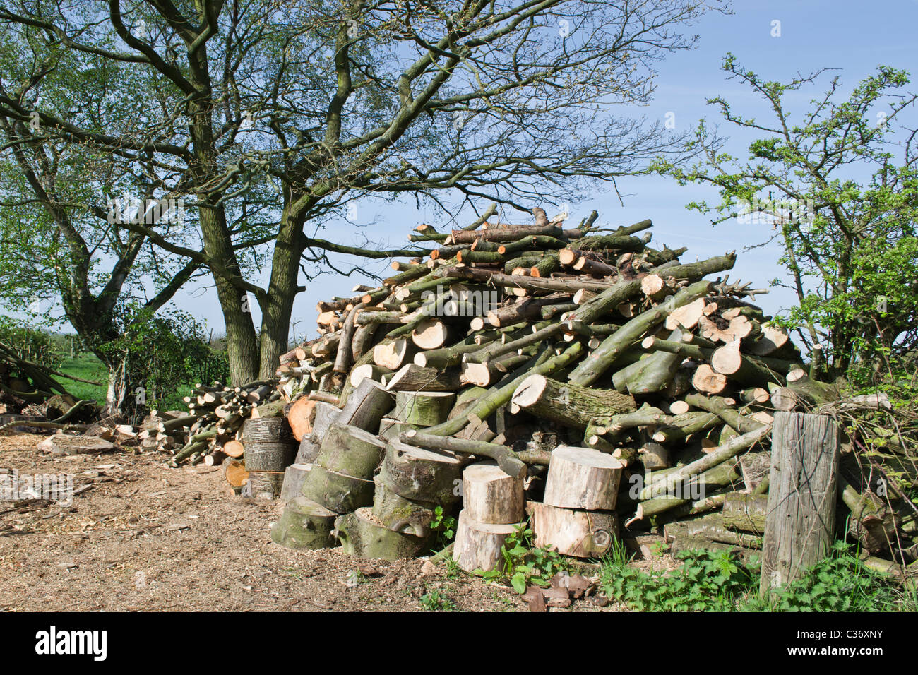 Chopped logs stacked drying in hi-res stock photography and images - Alamy