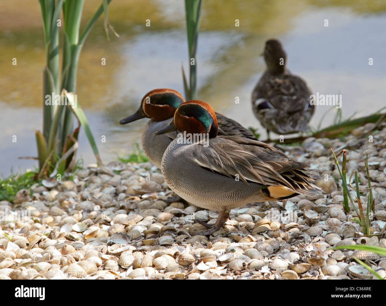 Eurasian teal anas crecca hi-res stock photography and images - Alamy