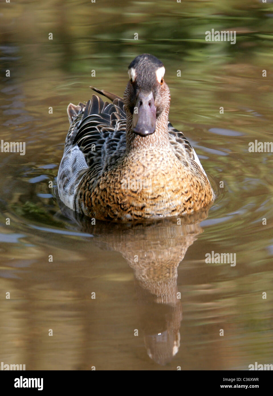 Common native duck hi-res stock photography and images - Alamy