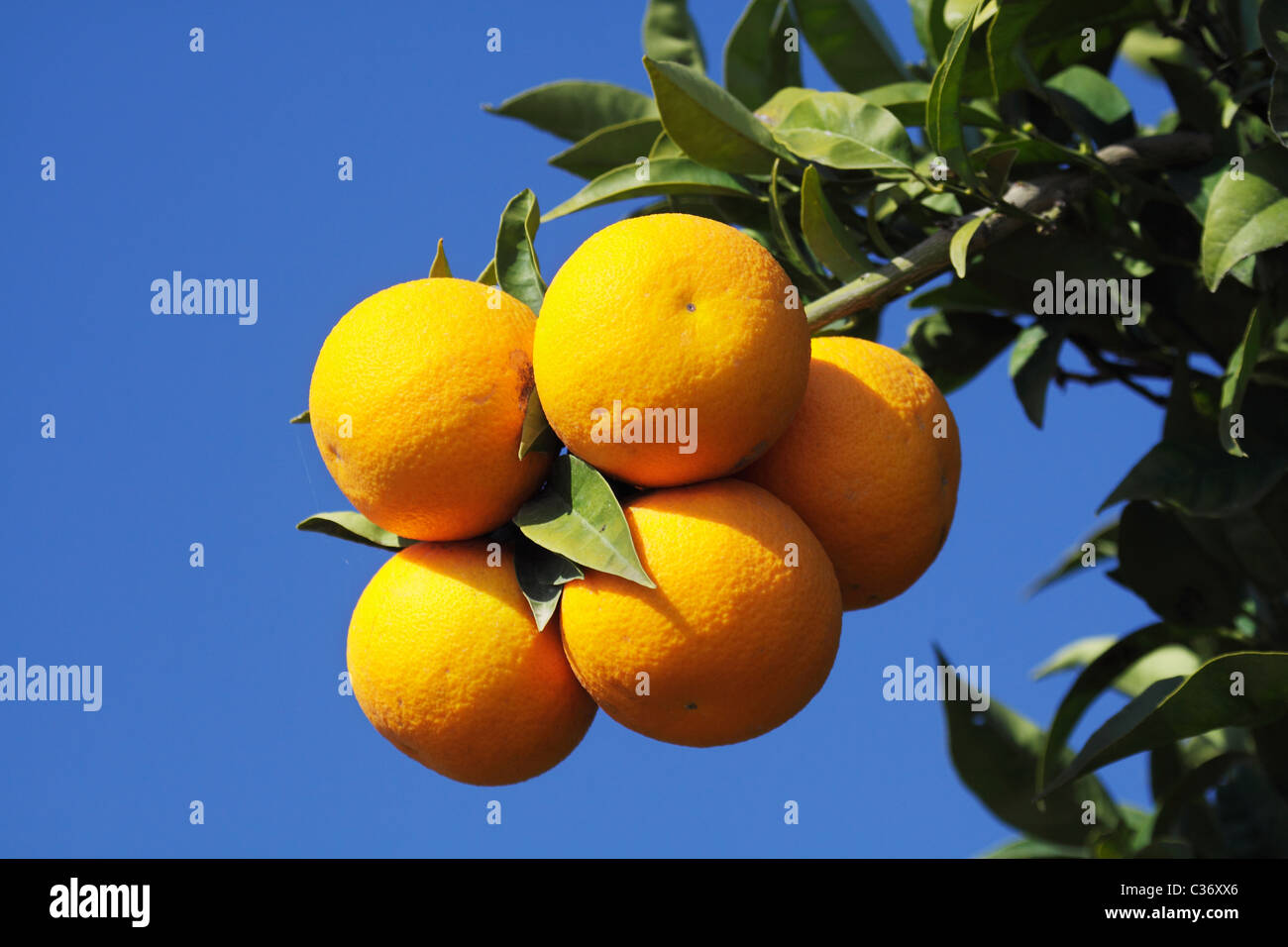 Fruit tree greece hi-res stock photography and images - Alamy