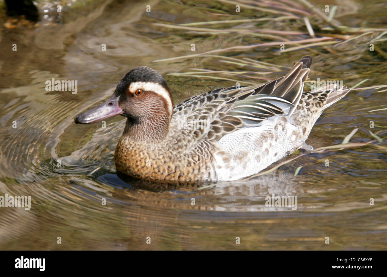 Garganey duck uk hi-res stock photography and images - Alamy