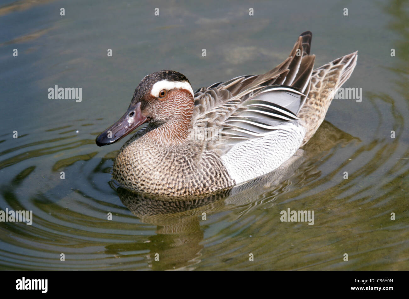 Garganey duck uk hi-res stock photography and images - Alamy