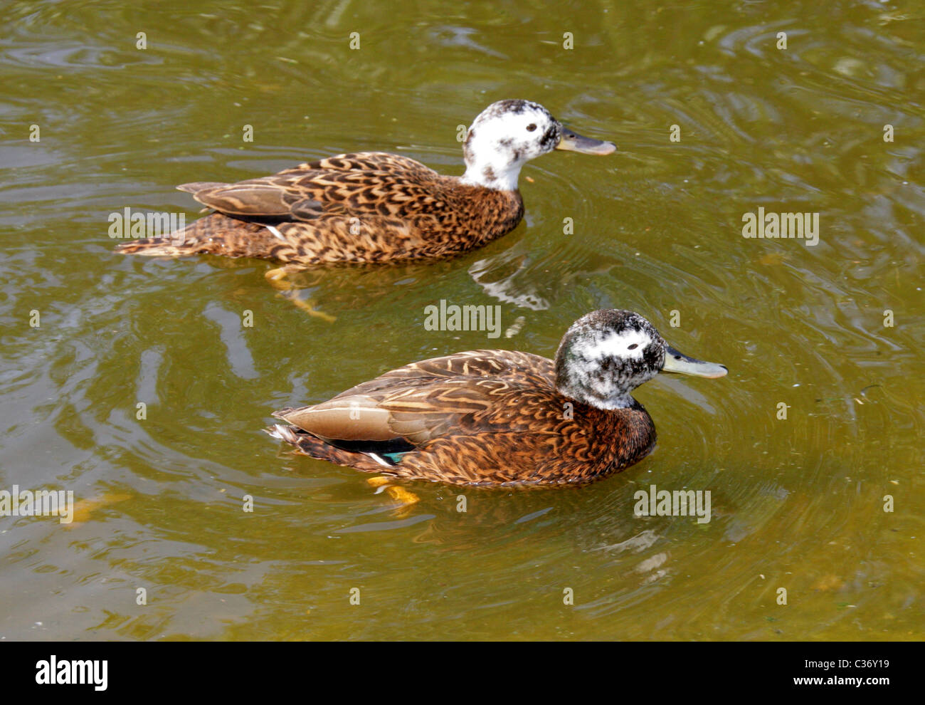 Laysan Teal, Anas laysanensis, Anatidae. Native Duck of Laysan Island ...