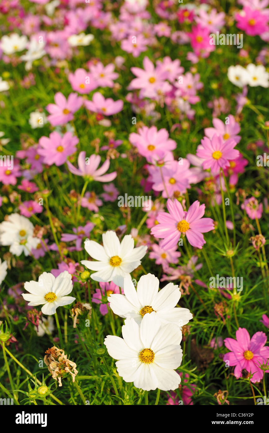 Garden full of many kinds of flowers Stock Photo - Alamy