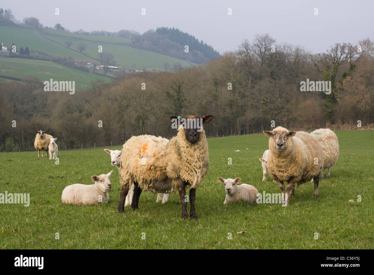 Sheep in devon fields hi-res stock photography and images - Alamy