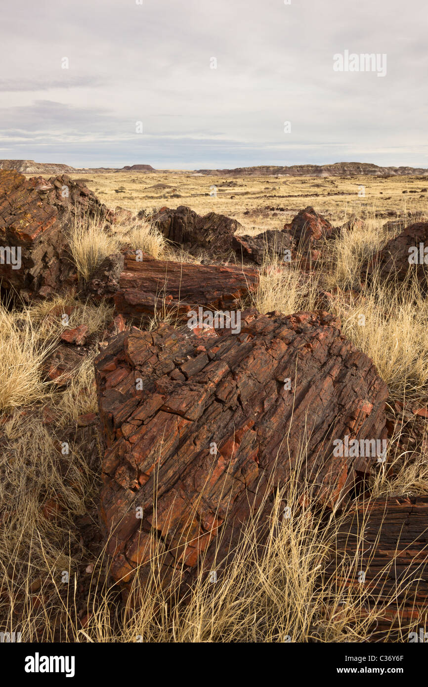 Petrified wood from extinct Araucarioxylon arizonicum Trees, in Long ...