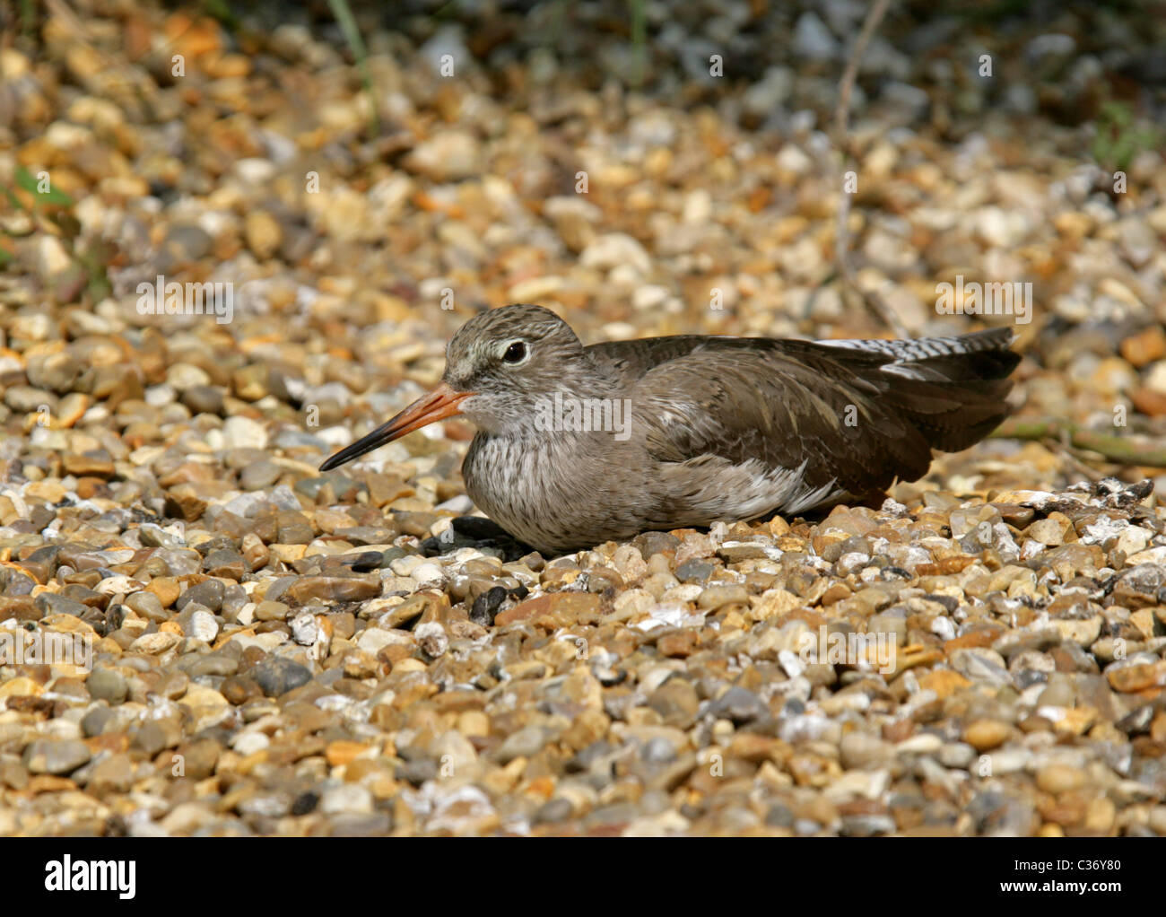 Common Redshank in Breeding Plumage, Tringa totanus, Scolopacidae Stock ...