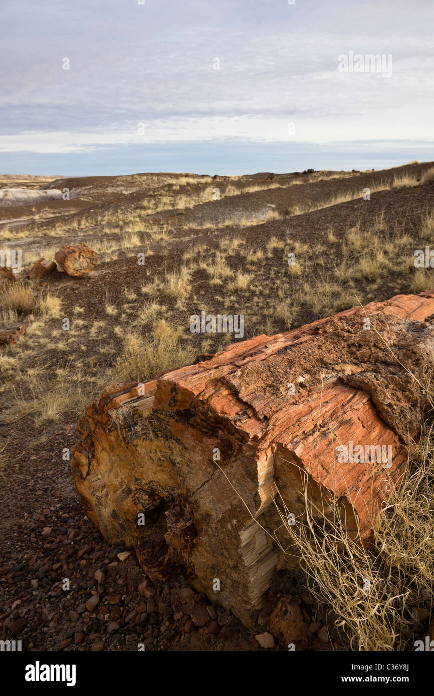 Petrified wood from extinct Araucarioxylon arizonicum Tree in the ...