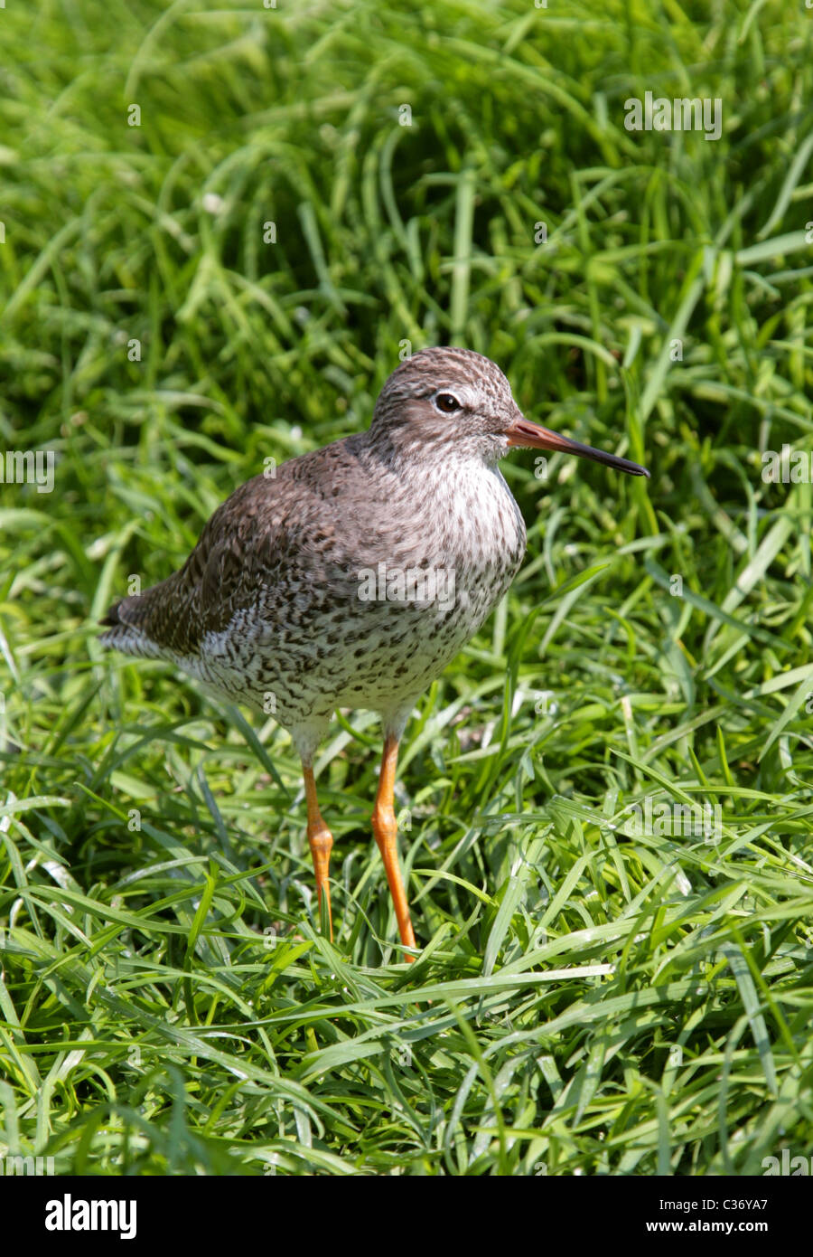Common Redshank in Breeding Plumage, Tringa totanus, Scolopacidae Stock ...