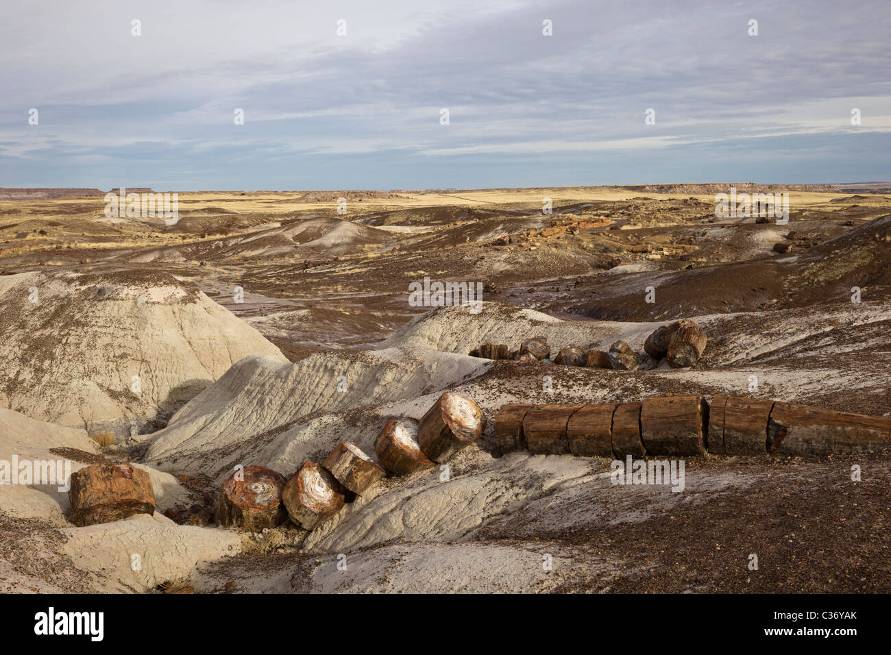 Petrified wood from extinct Araucarioxylon arizonicum Trees, Crystal ...