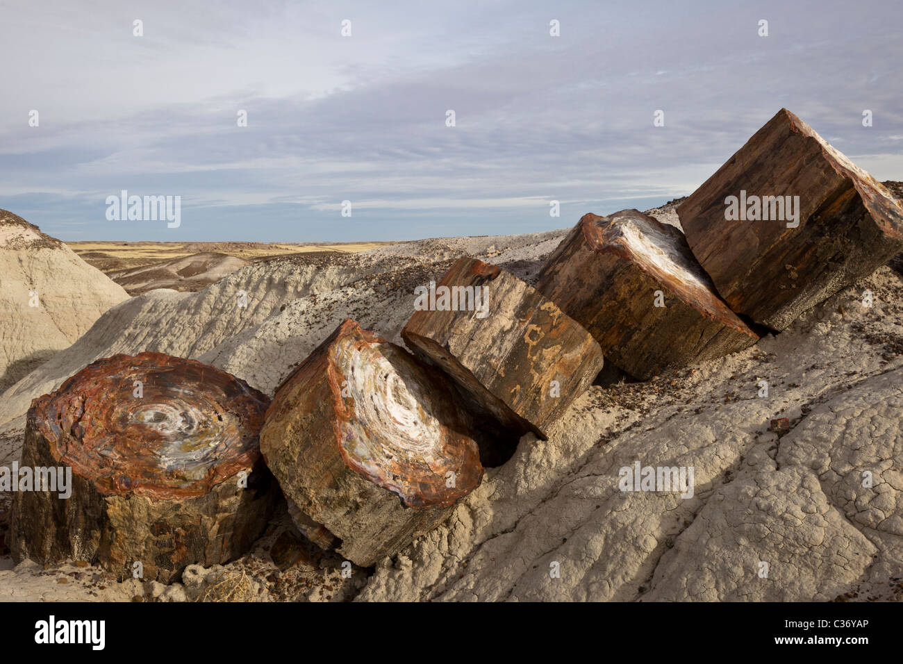 Petrified wood from extinct Araucarioxylon arizonicum Trees, Crystal ...