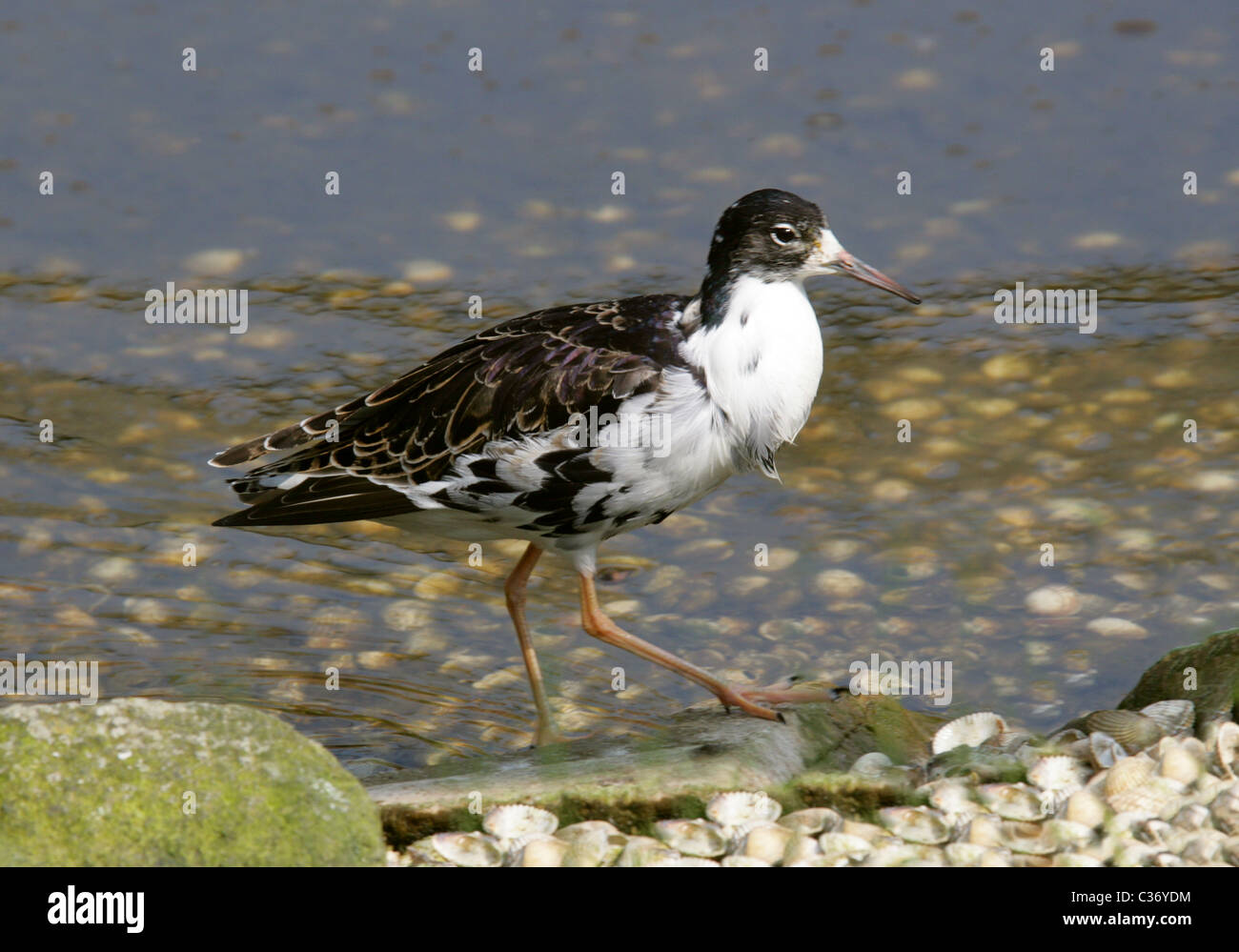 Ruff, Philomachus pugnax, Scolopacidae Stock Photo - Alamy