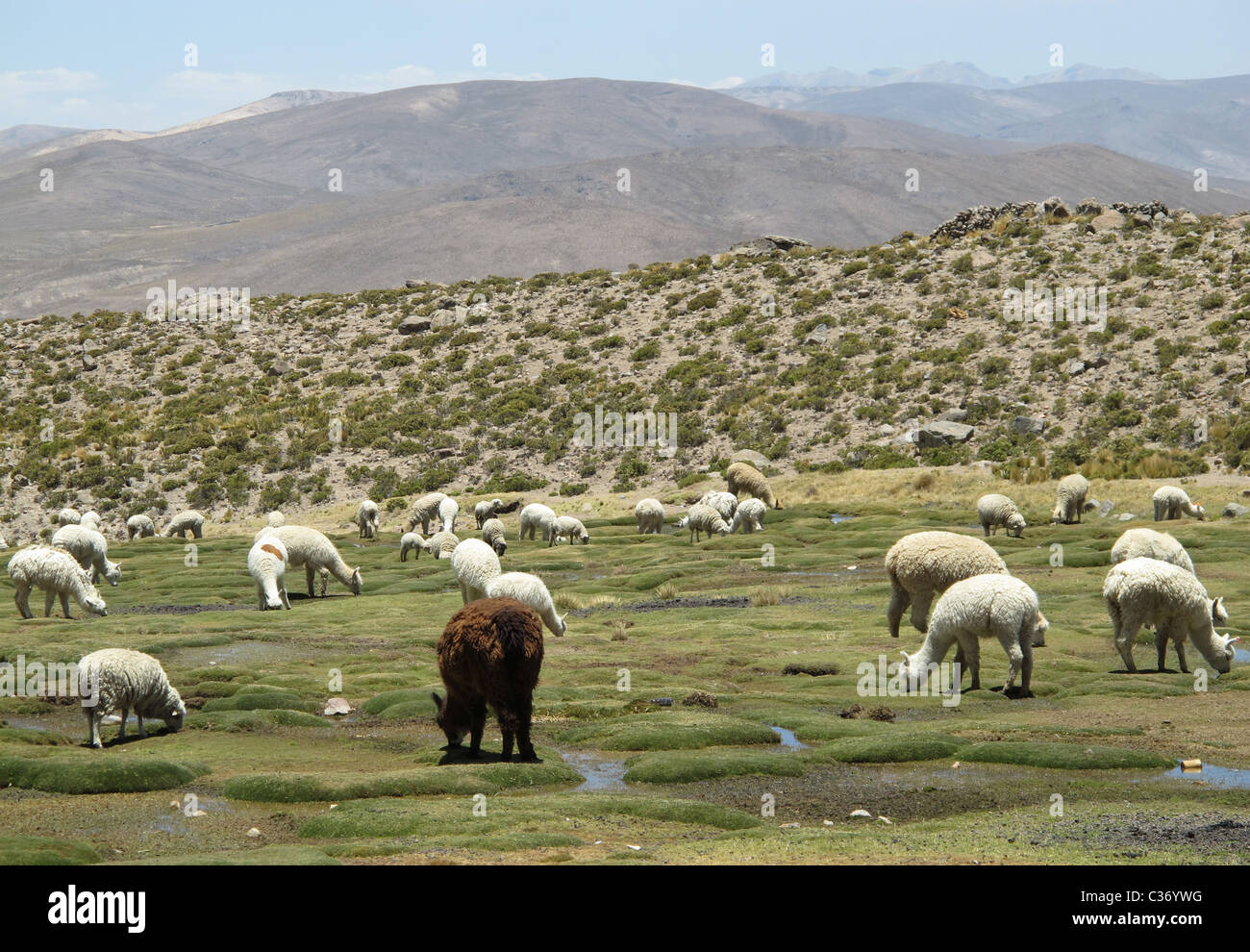 Domestication of lamas, marked with red ribbons by the owner, between ...