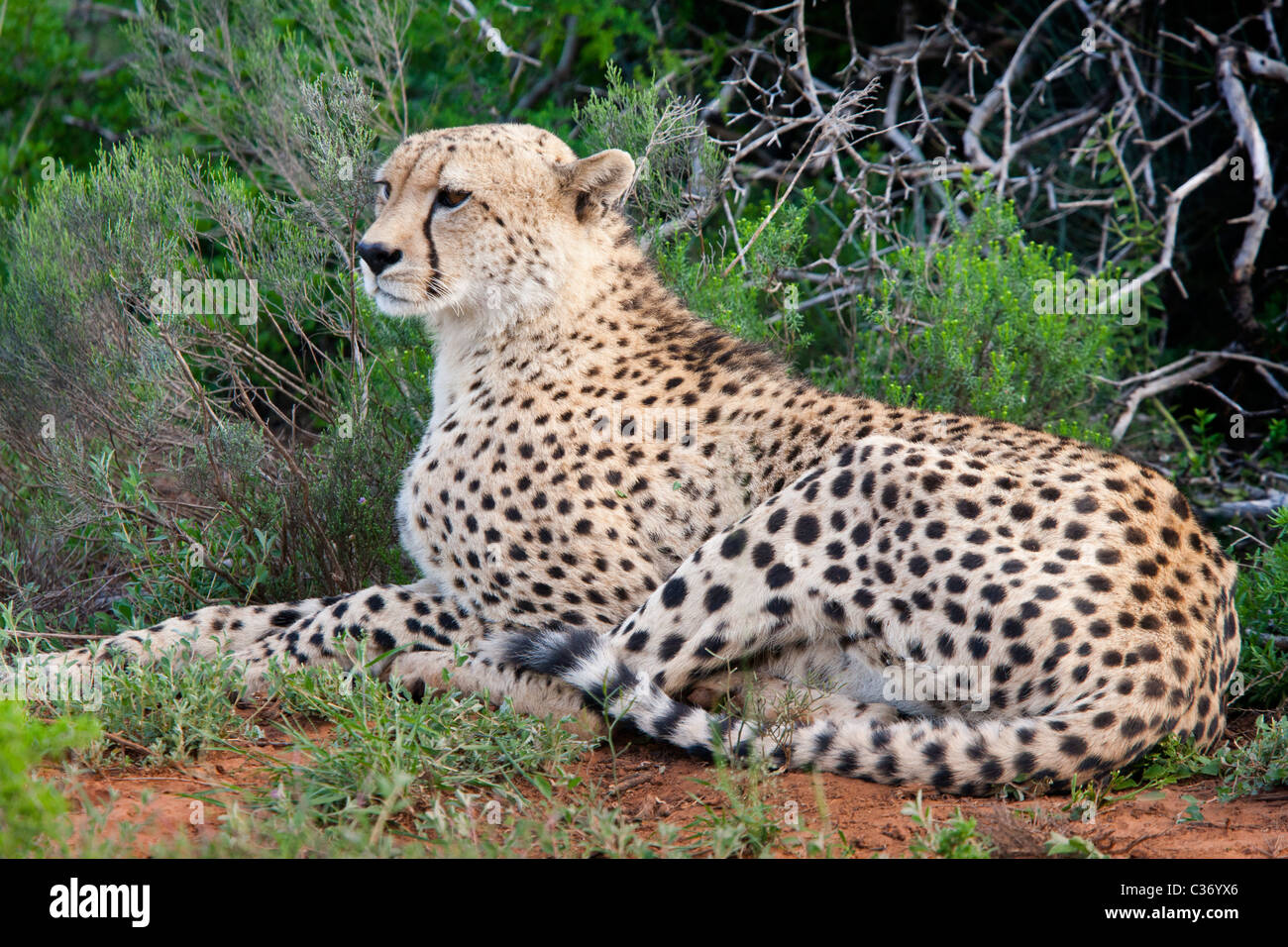 Cheetah sitting hi-res stock photography and images - Alamy