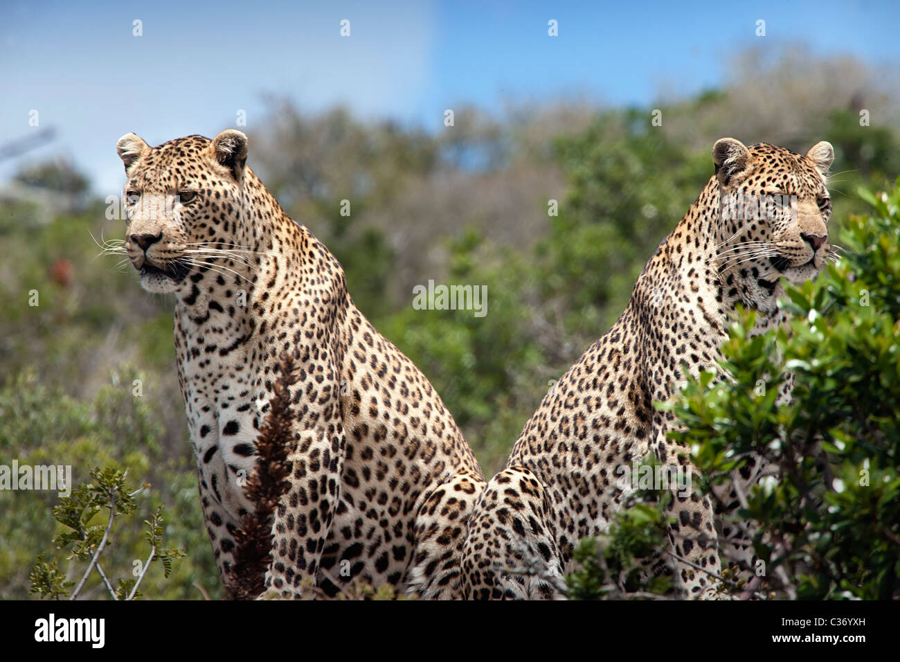 pair of leopards sitting Stock Photo - Alamy