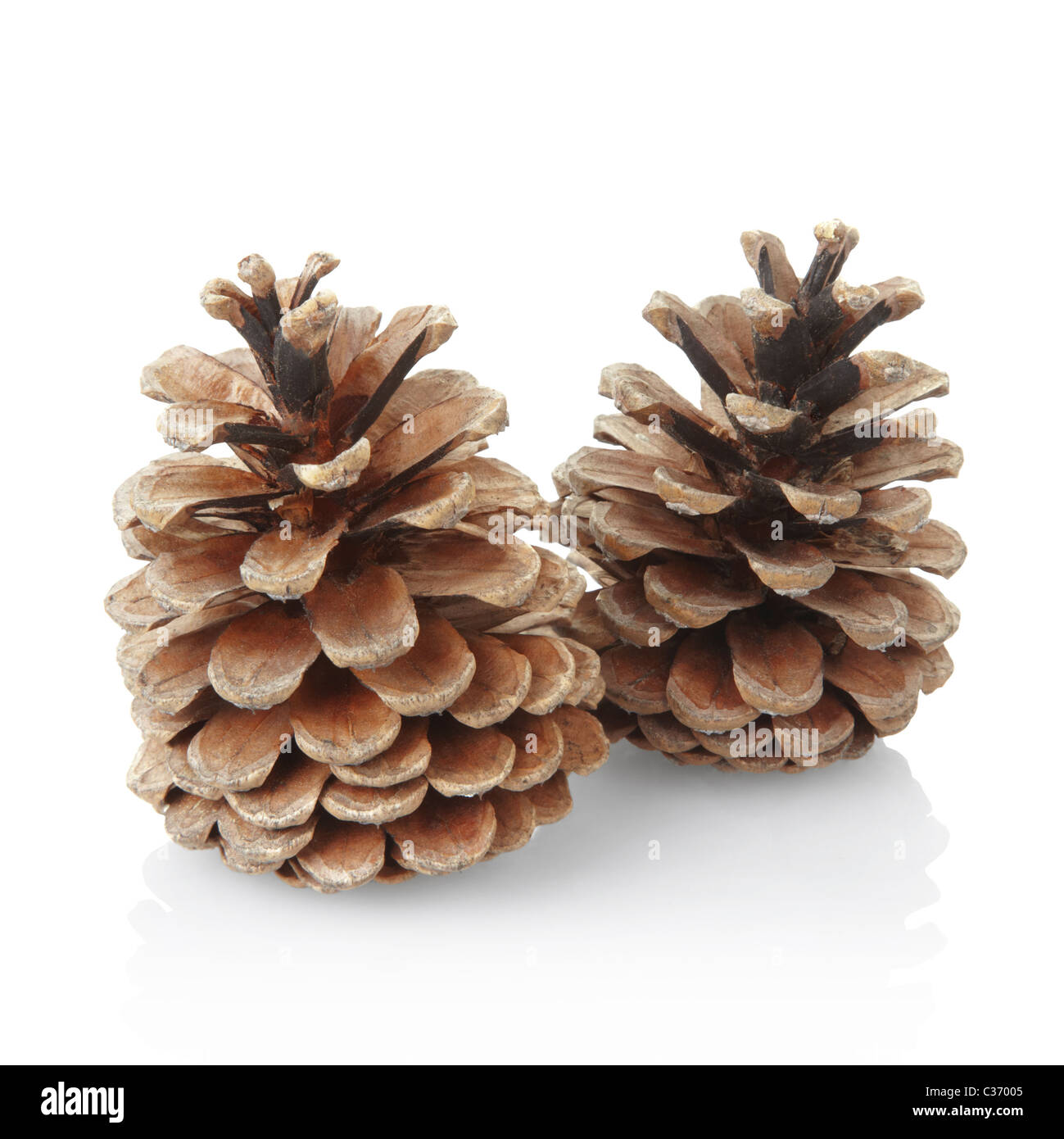 Cones hi-res stock photography and images - Alamy