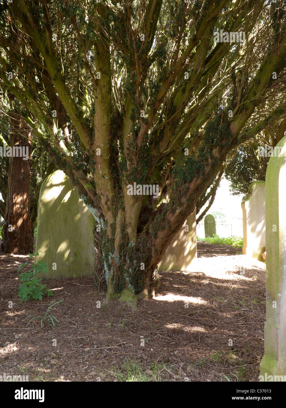 Churchyard yew trees hi-res stock photography and images - Alamy