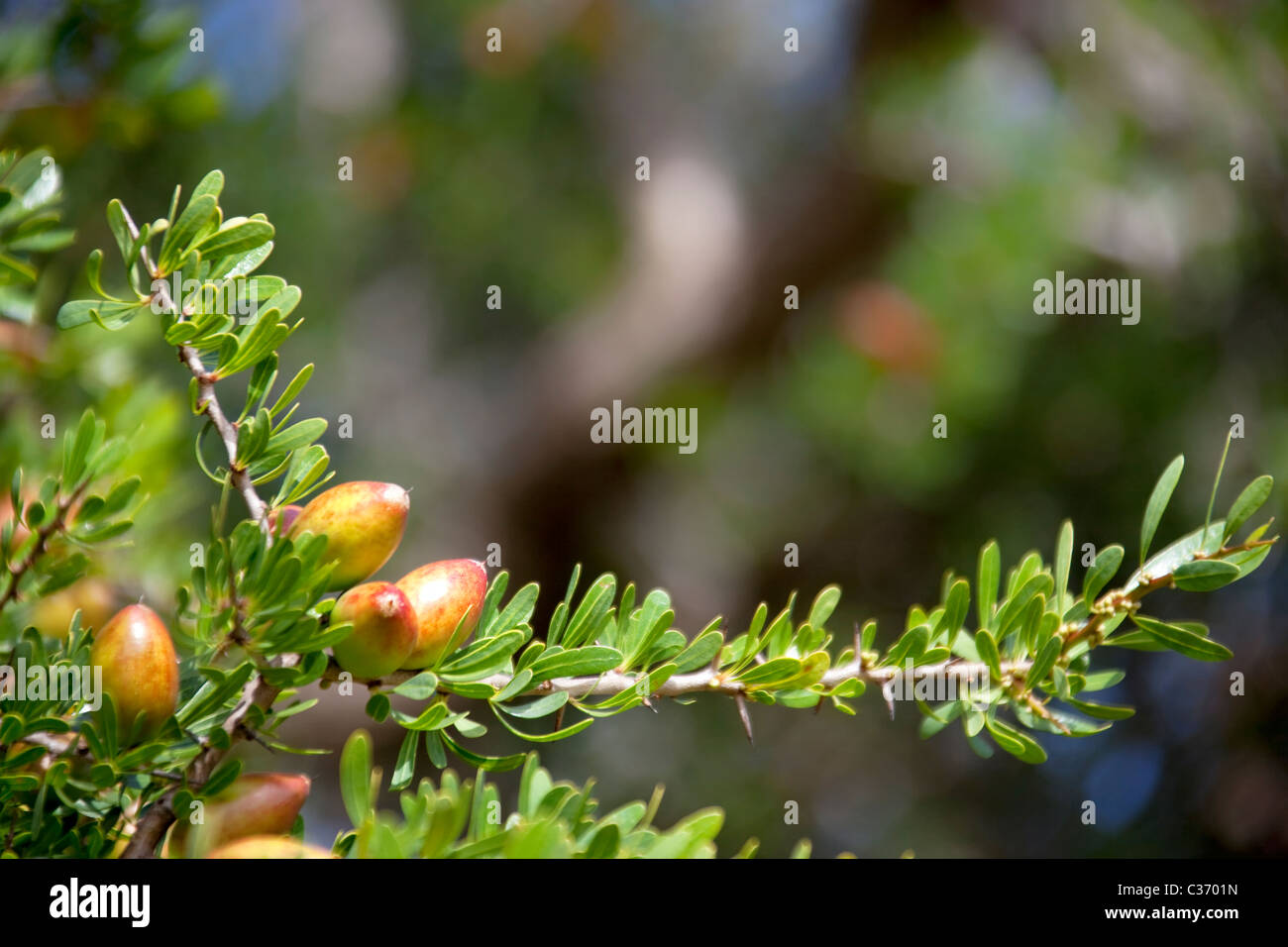 Argan nuts on branch Stock Photo - Alamy